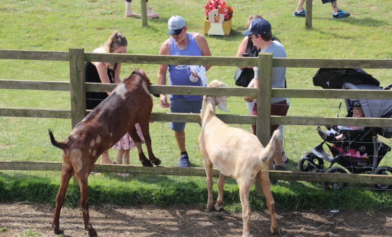 Annual Membership : Fairytale Farm