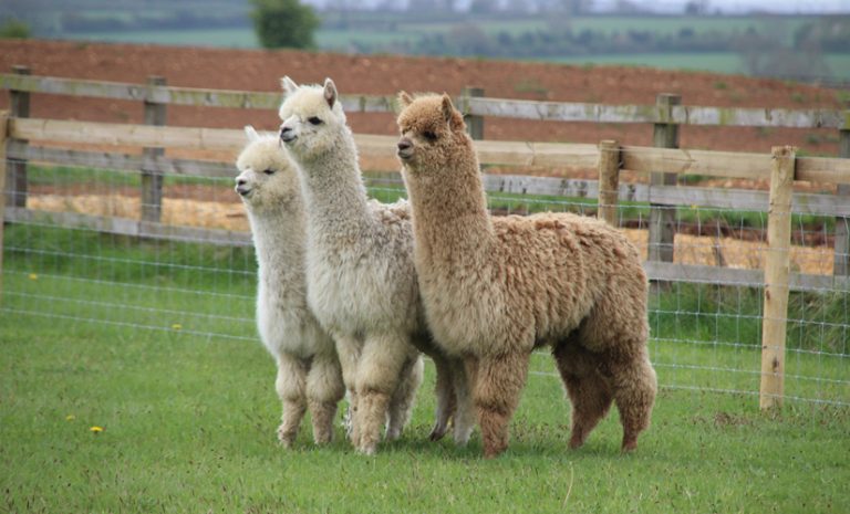 The Story : Fairytale Farm