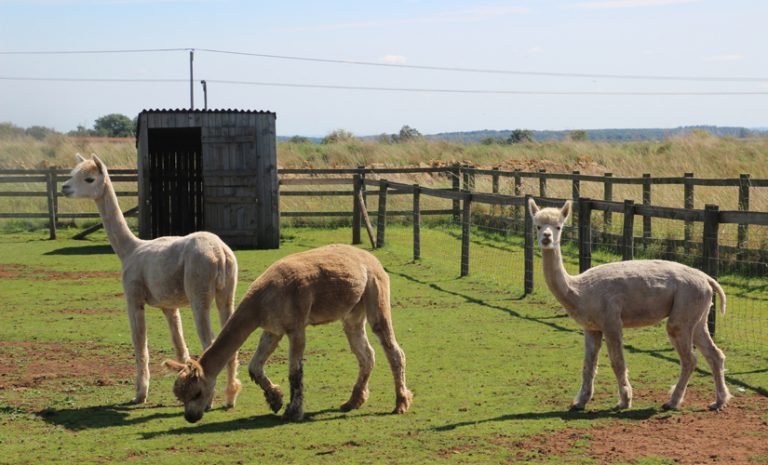 FAQs : Fairytale Farm