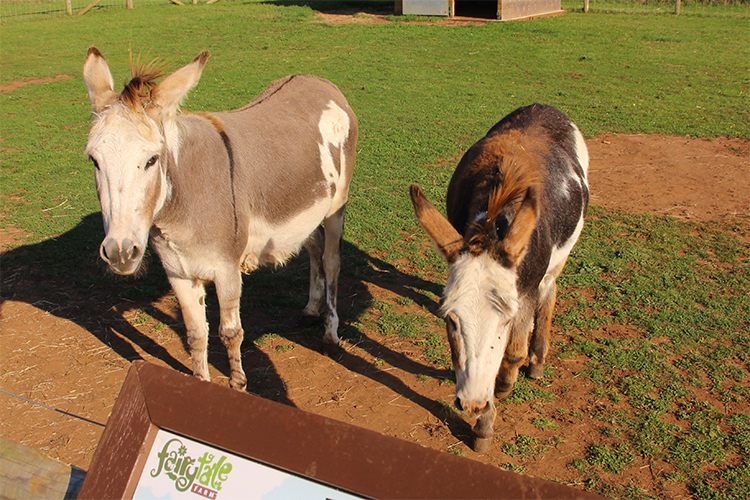 Explore : Fairytale Farm