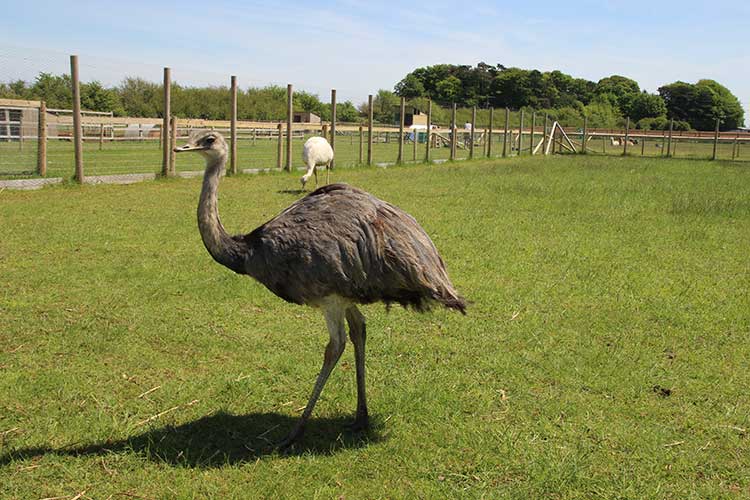 Explore : Fairytale Farm