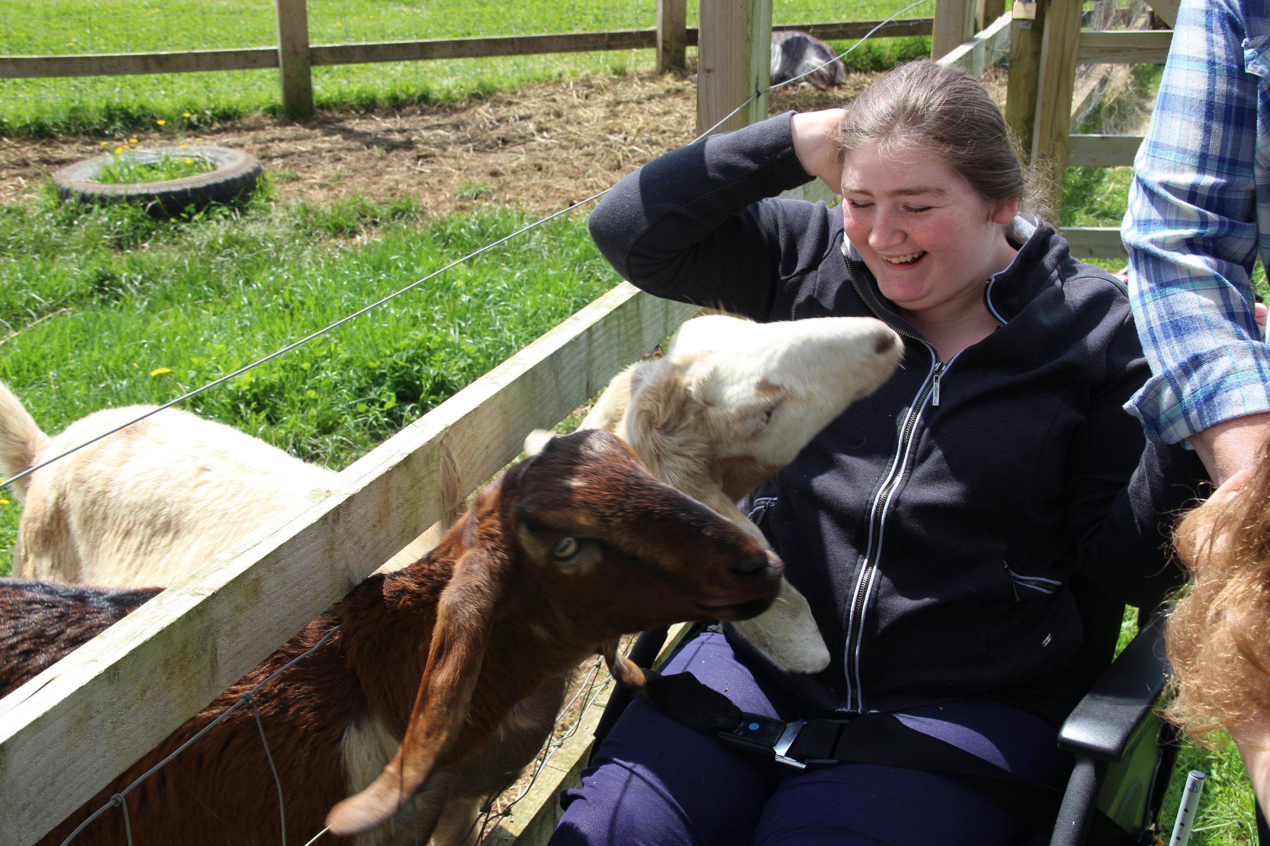 Help us keep our animals fed at Fairytale Farm : Fairytale Farm