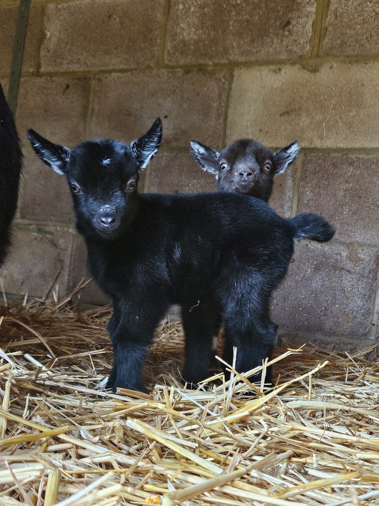 🌼 Celebrate Easter at Fairytale Farm! : Fairytale Farm