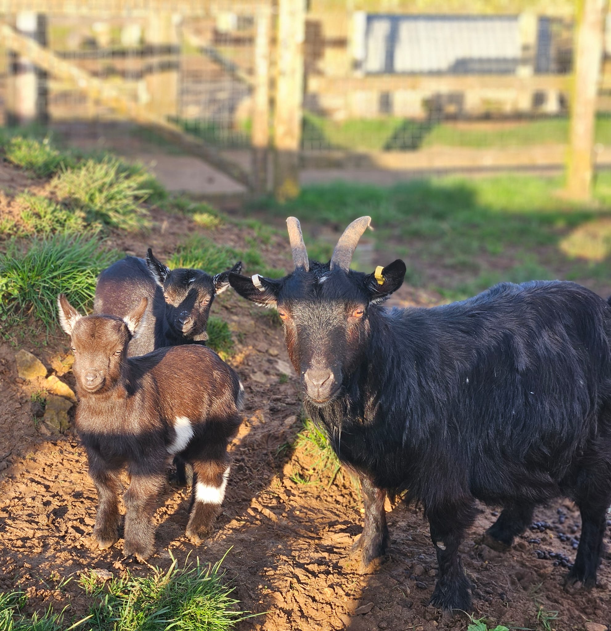 New arrivals at Fairytale Farm : Fairytale Farm